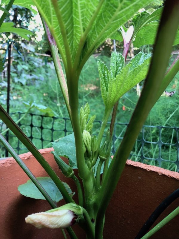 How to Grow Okra and Why You'll Want To