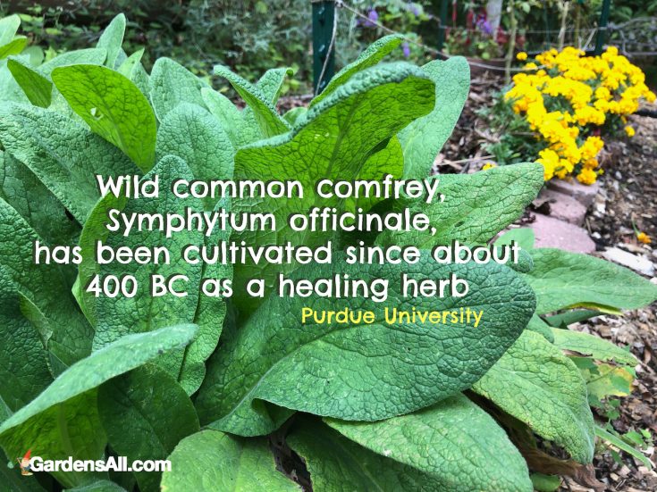 Comfrey Uses and Benefits for Your Garden and Your Body - GardensAll