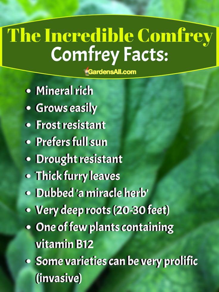 Comfrey Uses and Benefits for Your Garden and Your Body - GardensAll