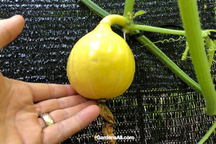 Growing Red Kuri Winter Squash - GardensAll