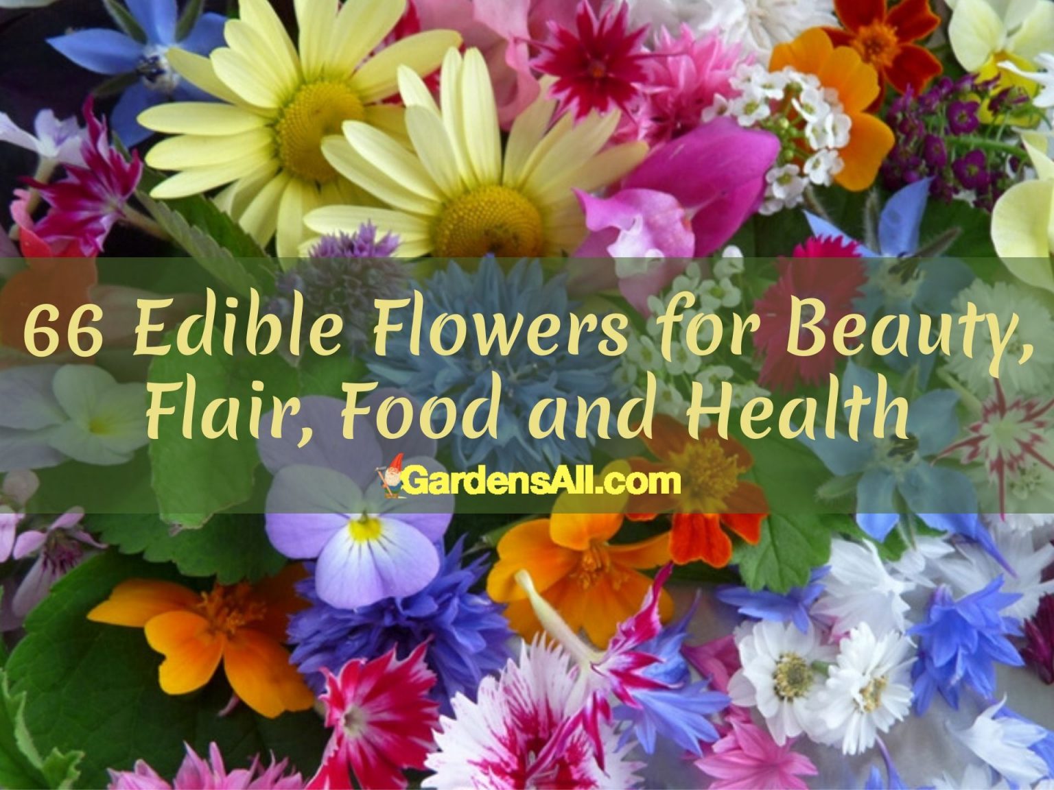 68 Edible Flowers for Beauty, Flair, Food and Health - GardensAll ...