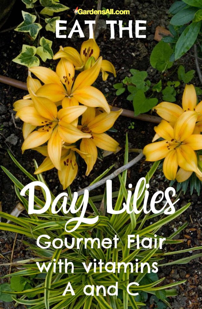 68 Edible Flowers for Beauty, Flair, Food and Health - GardensAll ...