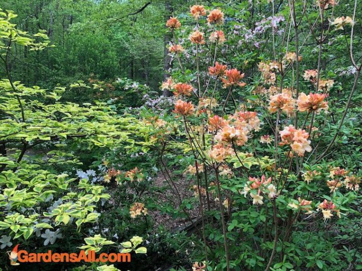 Flame Azaleas - a Fragrant Orange Azalea to Please the Senses in Spring ...