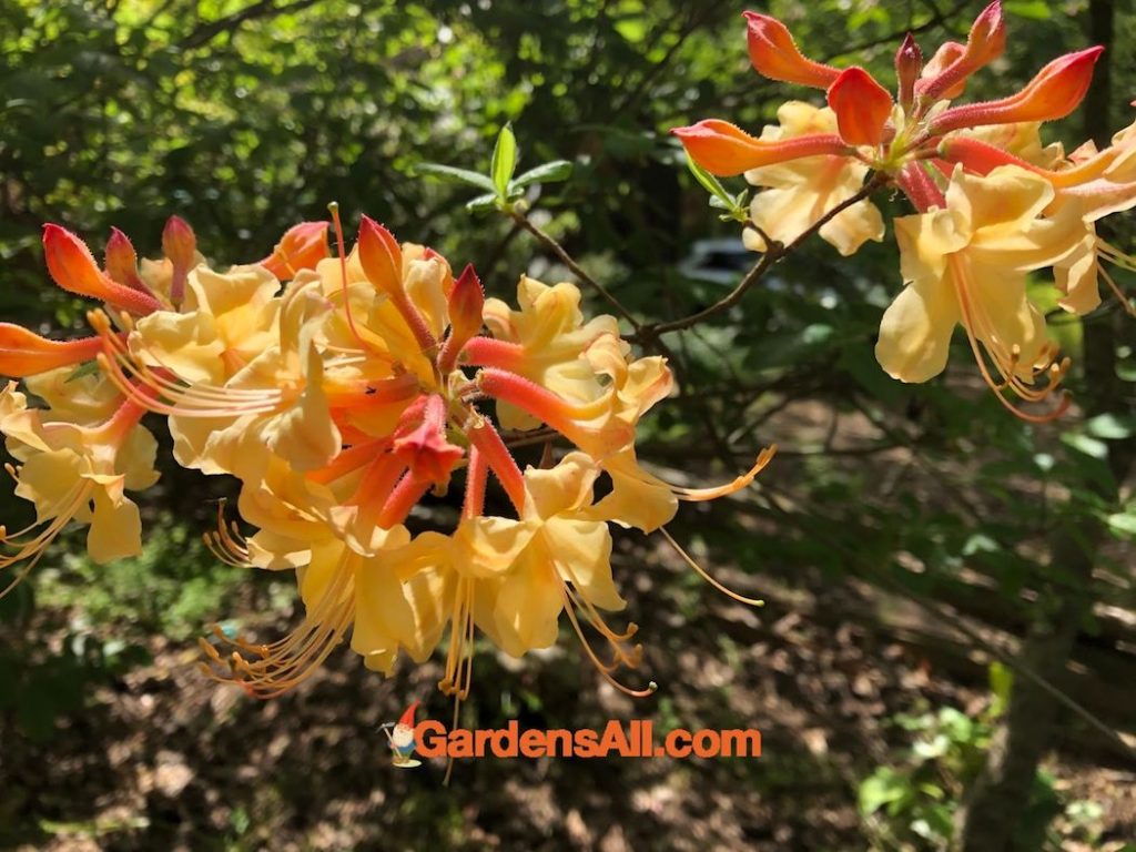 Flame Azaleas - a Fragrant Orange Azalea to Please the Senses in Spring ...
