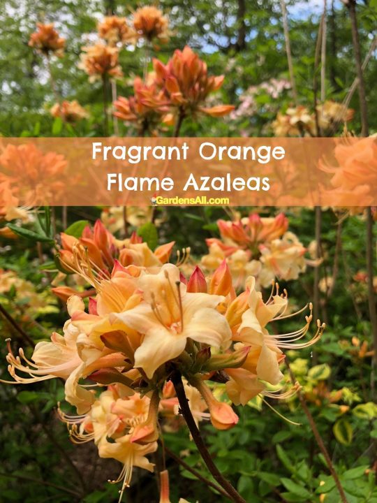 Flame Azaleas - a Fragrant Orange Azalea to Please the Senses in Spring ...
