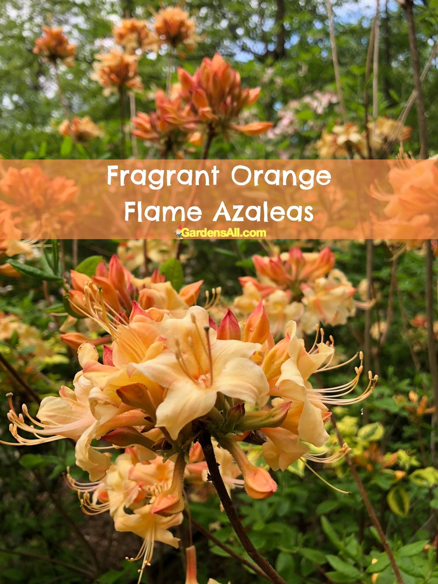 Flame Azaleas - a Fragrant Orange Azalea to Please the Senses in Spring ...