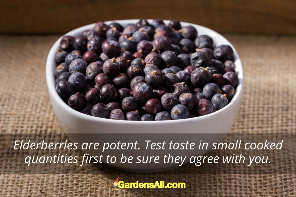 Edible Elderberries - Which is Safe... - GardensAll
