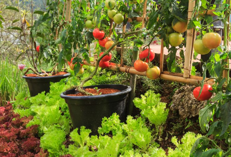 Vertical Garden Ideas for Space Saving Vegetable Gardening
