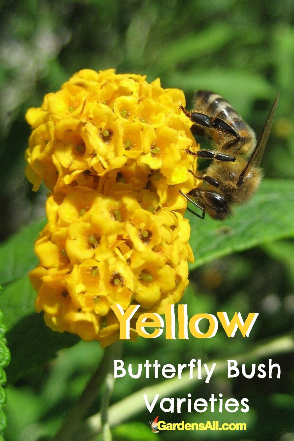 Butterfly Bush Varieties, Pruning and Care - GardensAll