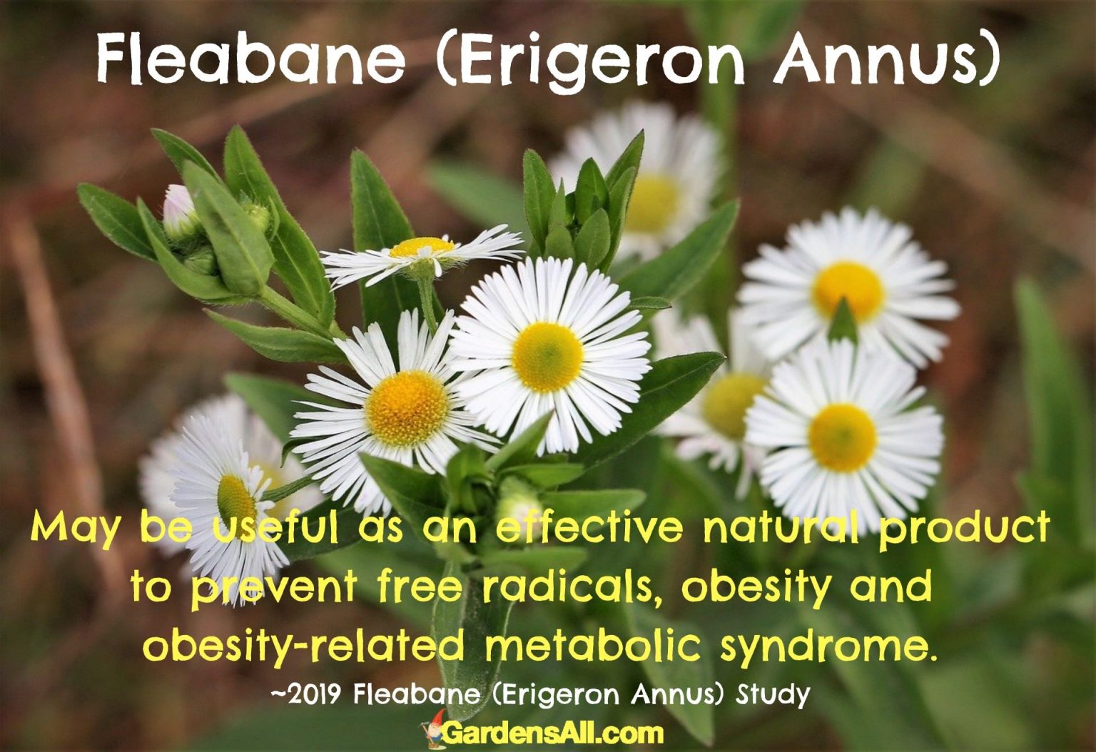 Daisy Fleabane Wildflower is an Edible & Beneficial Plant to Know ...