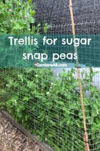 Trellis for Sugar Snap Peas and Bush Beans - GardensAll
