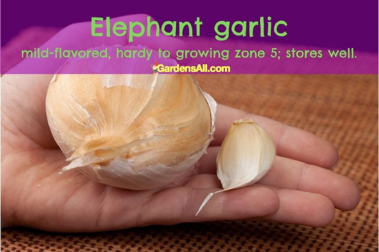 Types of Garlic and How to Grow and Harvest Garlic - GardensAll ...