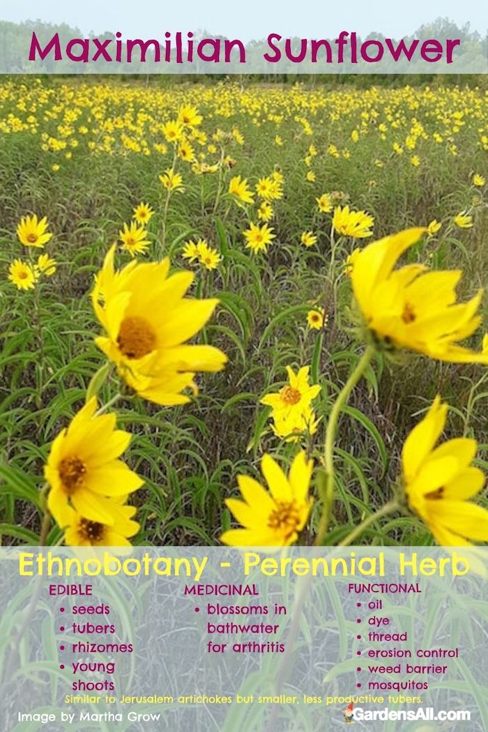 Growing Sunchokes, the Nutritious Jerusalem Artichokes, Helpful for ...