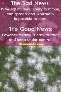 Organic Remedies to Treat Powdery Mildew - Includes video and recipes