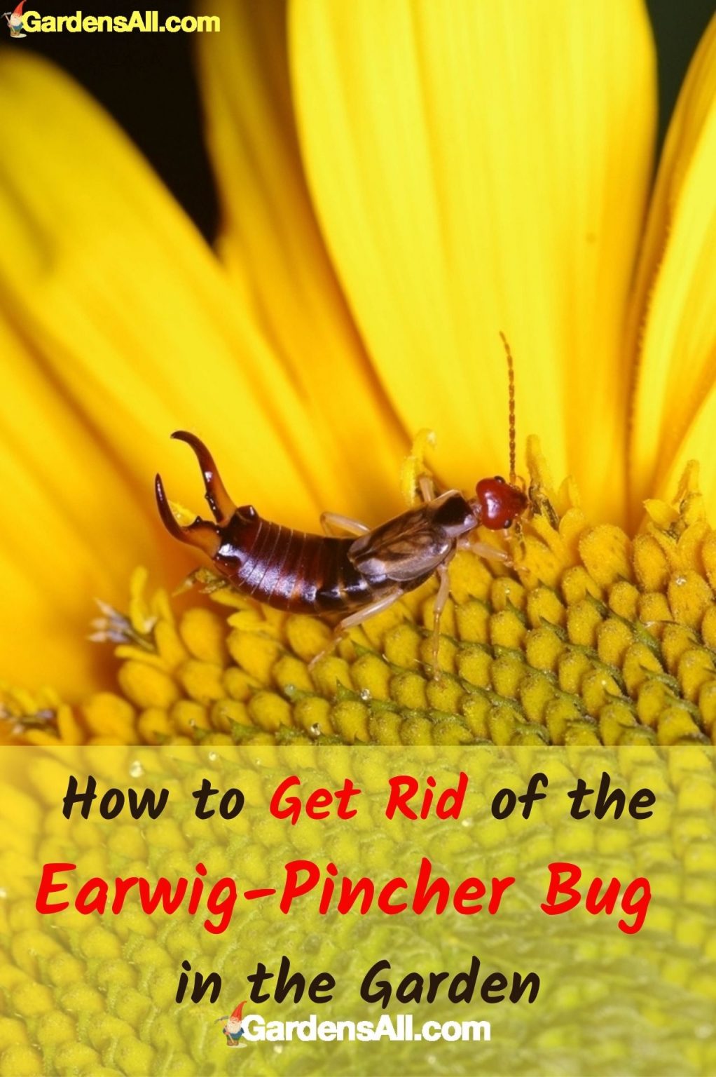How to Get Rid of Pincher Bugs / Earwigs Naturally - GardensAll