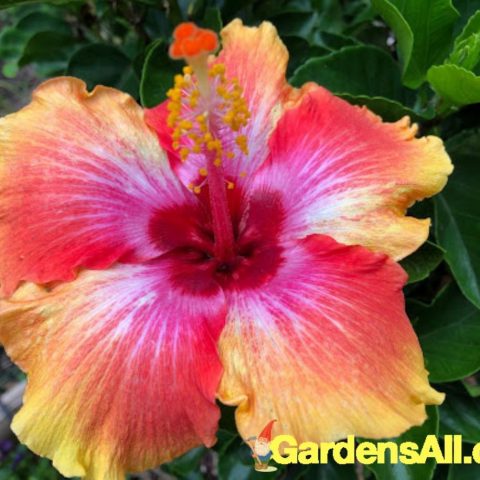 Fiesta Hibiscus - for Beauty With Benefits - GardensAll