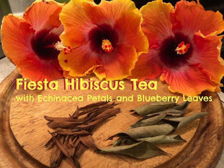 Fiesta Hibiscus - for Beauty With Benefits - GardensAll