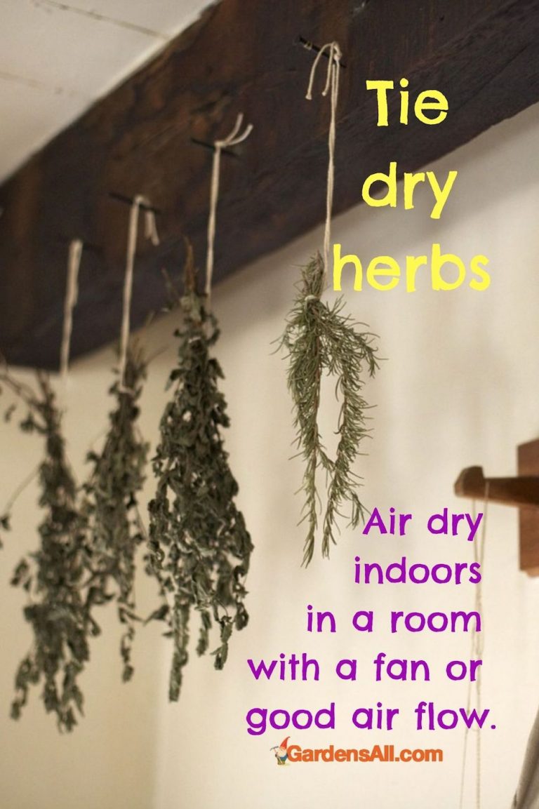 Best Food Dehydrators for Drying Your Garden Harvest - GardensAll