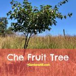 Growing Che Fruit - a Sweet and Seedless Berry That's Easy to Grow ...