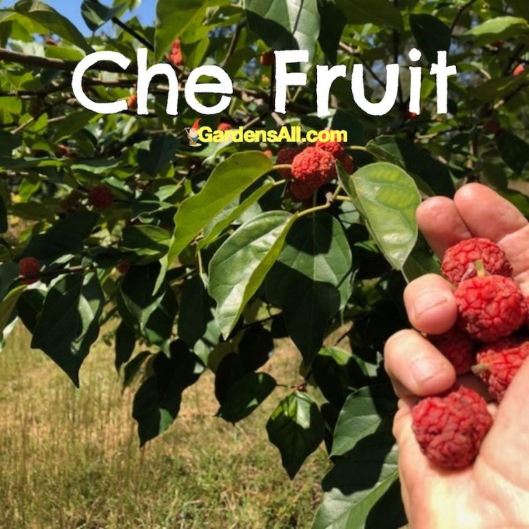 Growing Che Fruit - a Sweet and Seedless Berry That's Easy to Grow ...