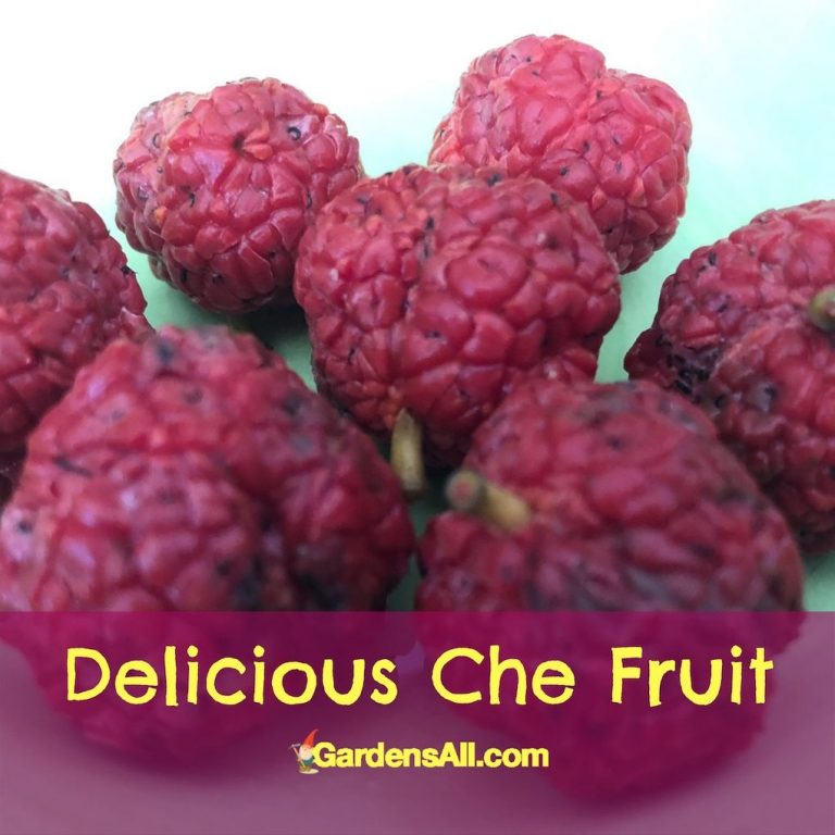 Growing Che Fruit - a Sweet and Seedless Berry That's Easy to Grow ...
