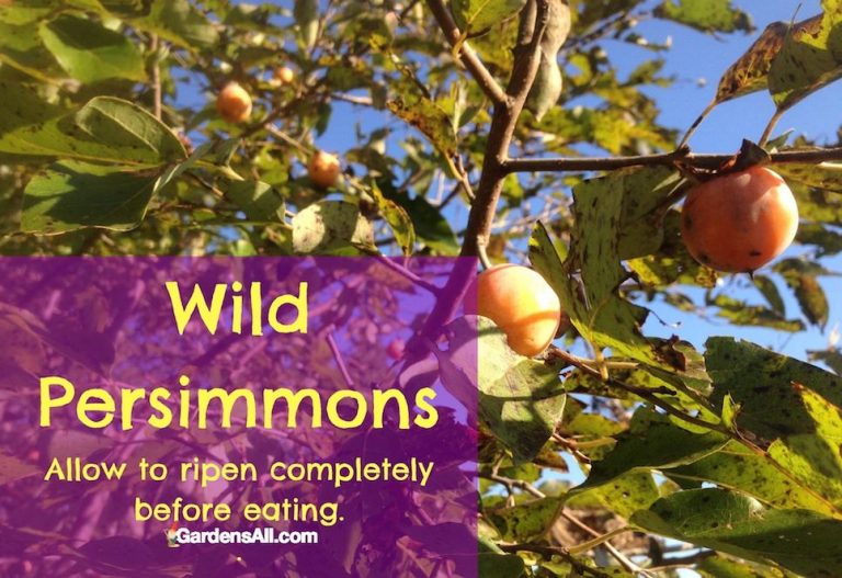 American Wild Persimmons - a Native Tree With Benefits - GardensAll