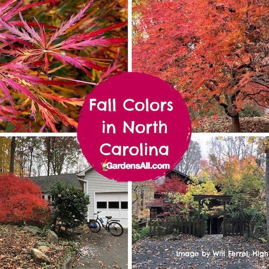 Fall Colors in North Carolina - GardensAll