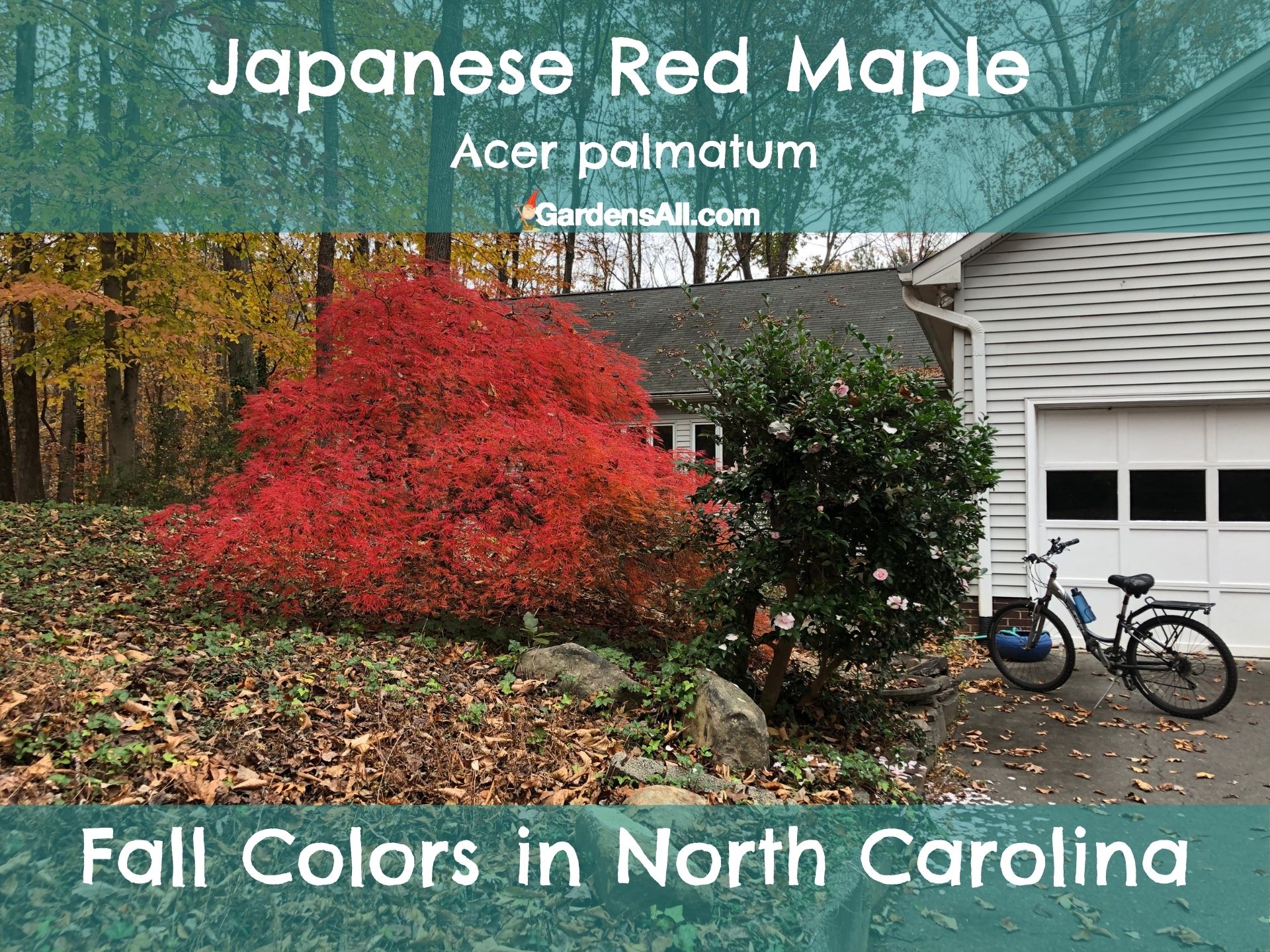 Fall Colors in North Carolina - GardensAll