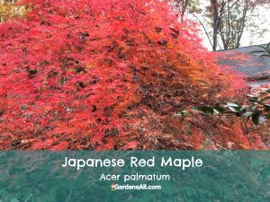 Fall Colors in North Carolina - GardensAll