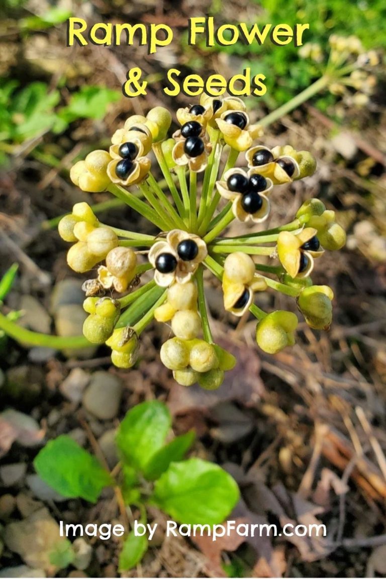What Are Ramps Vegetables? - GardensAll