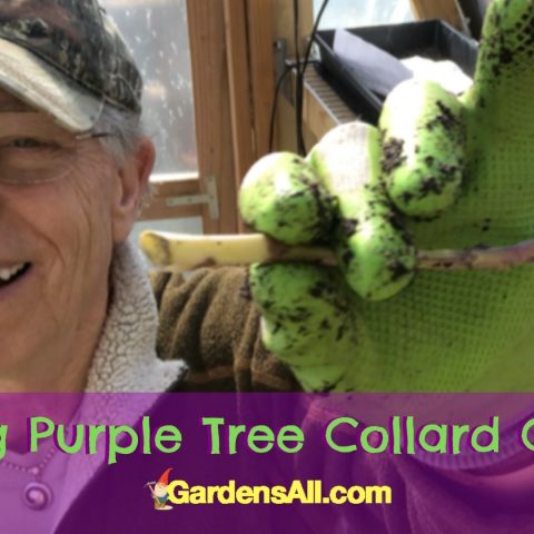 Growing Tree Collards in Containers and in the Garden - GardensAll