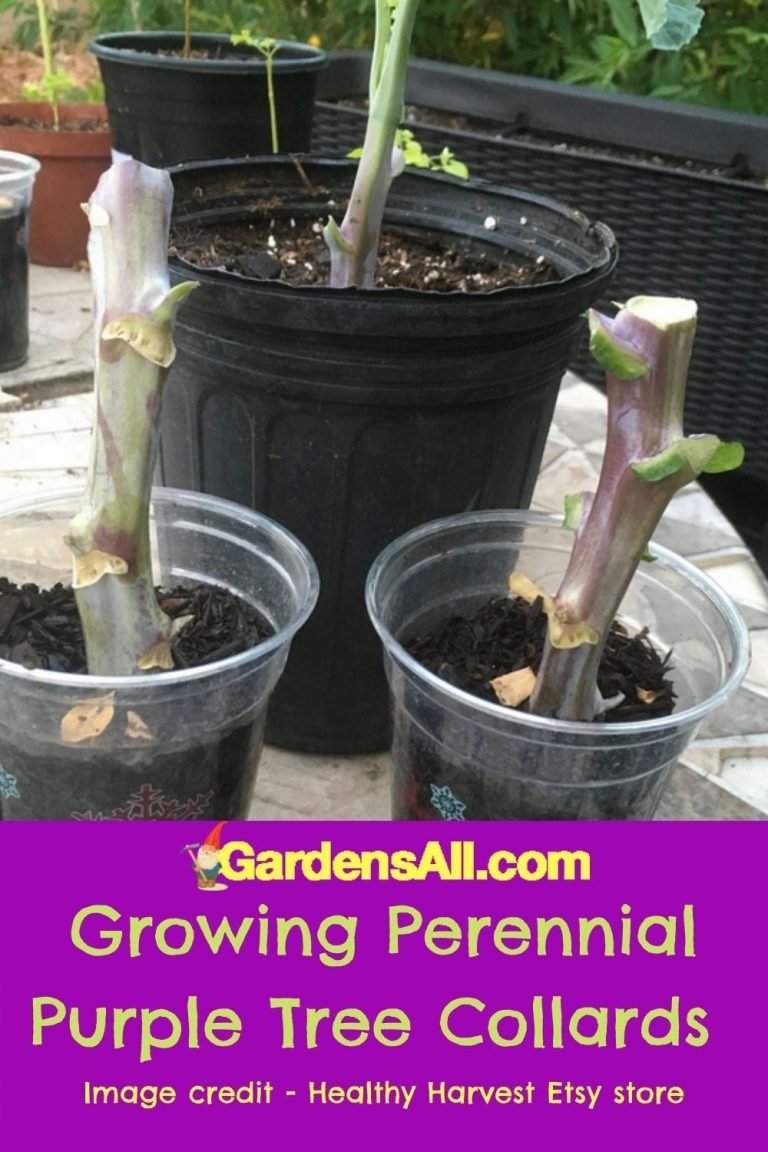 Growing Tree Collards in Containers and in the Garden - GardensAll