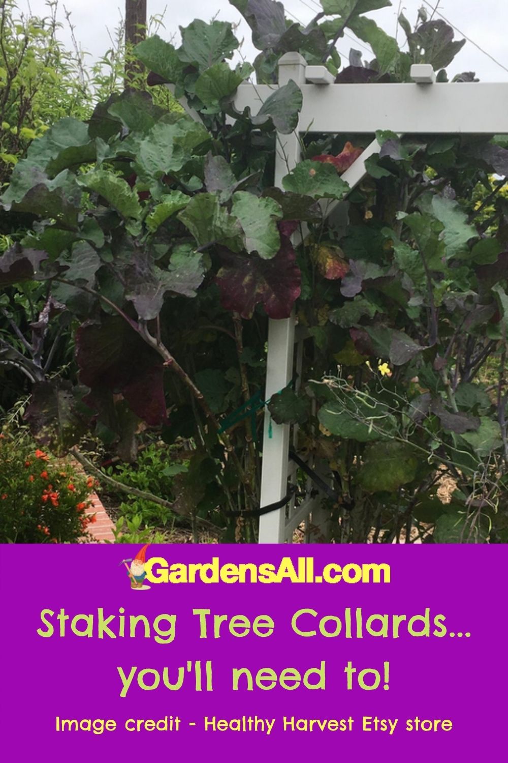 Growing Tree Collards in Containers and in the Garden - GardensAll