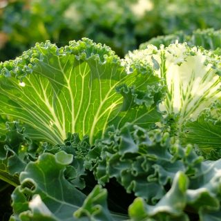 List of Perennial Vegetables by Grow Zone, Including Herbs - GardensAll