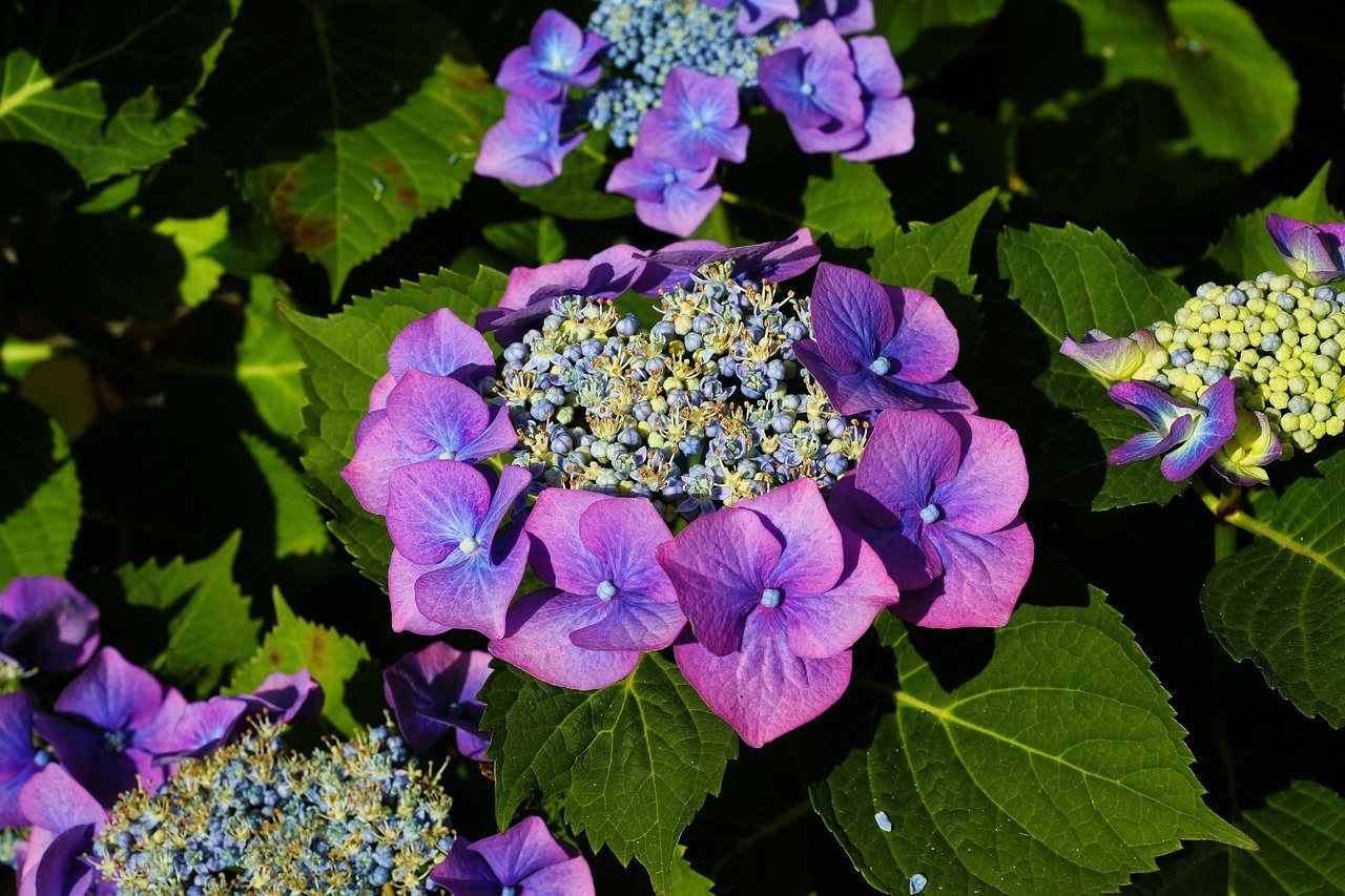 The Ultimate Guide to Hydrangea Pruning - GardensAll