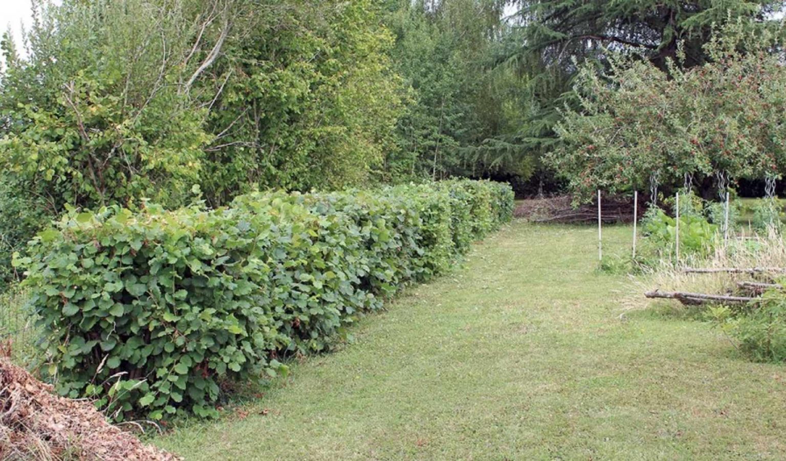 Edible Hedges for Privacy and Food - Eat That Hedge! - GardensAll