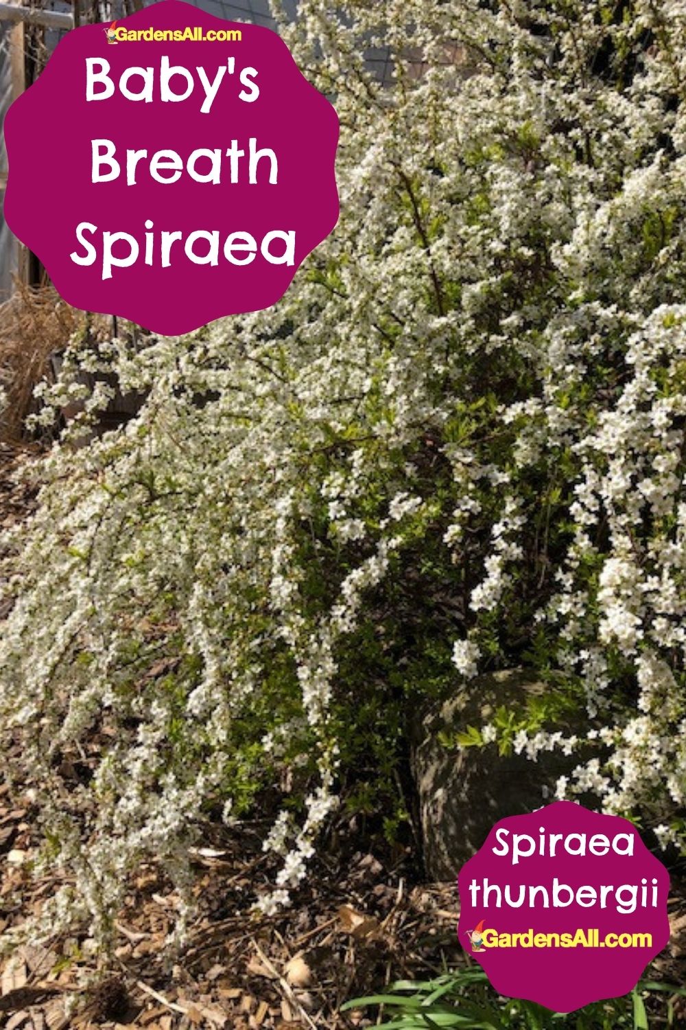 Baby's Breath Spiraea, a Flowering Shrub in White, Pink and Purple