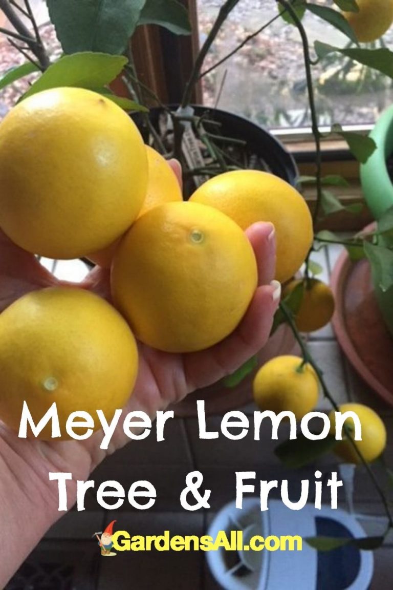 Growing the Dwarf Meyer Lemon Tree Will Give You Fragrant Blossoms and ...