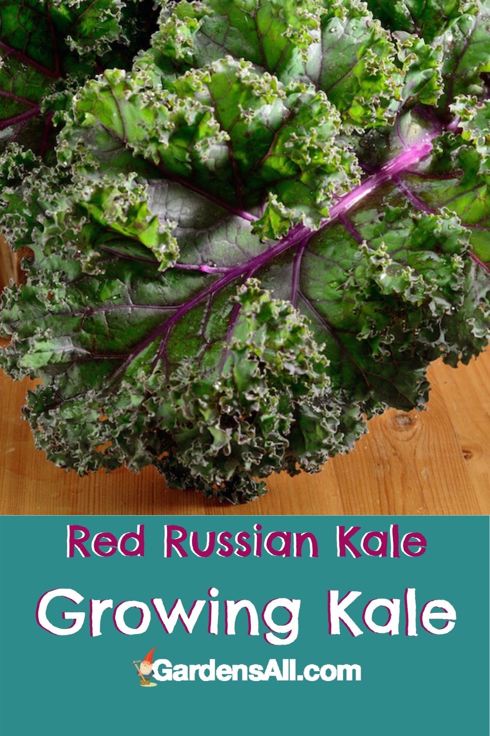 Growing Kale - One of the Best Superfoods - GardensAll