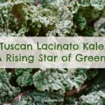 Tuscan Lacinato Kale: A Rising Star of Greens | gardensall.com