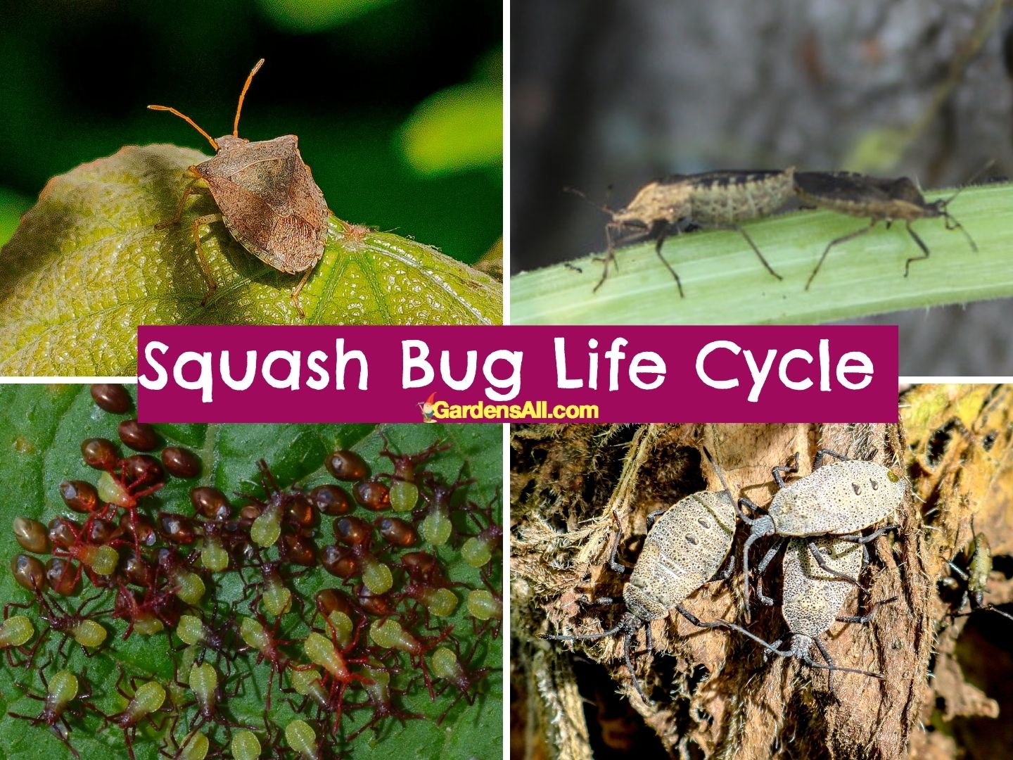 How to Prevent Squash Bugs in the Garden Naturally