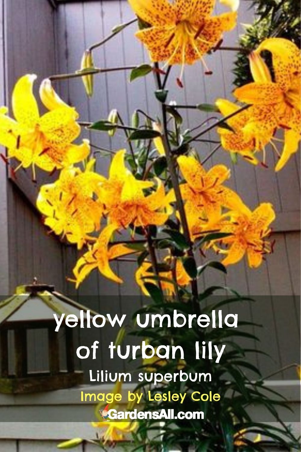 Flowers for Balconies for Your Special Garden Nook - GardensAll
