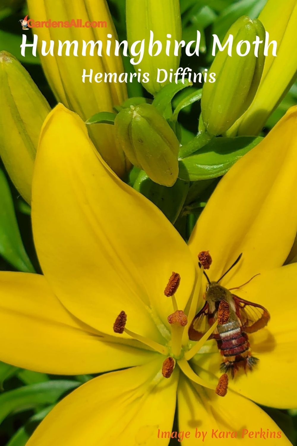 Hummingbird Moth Caterpillar - Hemaris Diffinis - Facts and Myths ...