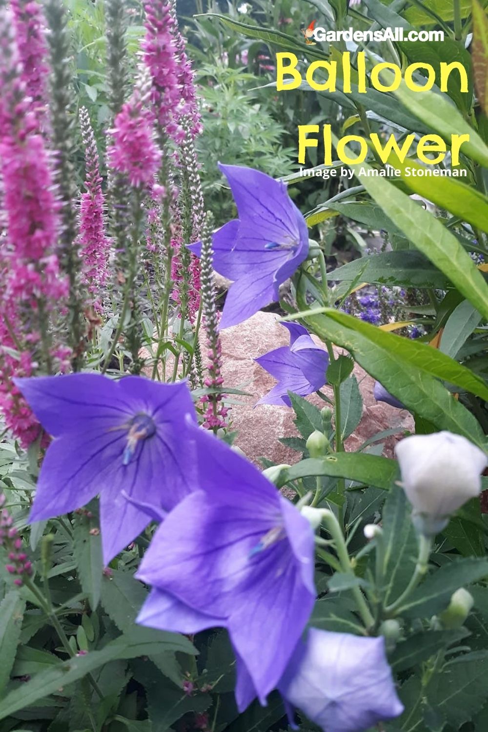 The Remarkable Balloon Flower Plants - a Bell Flower Worth Growing ...