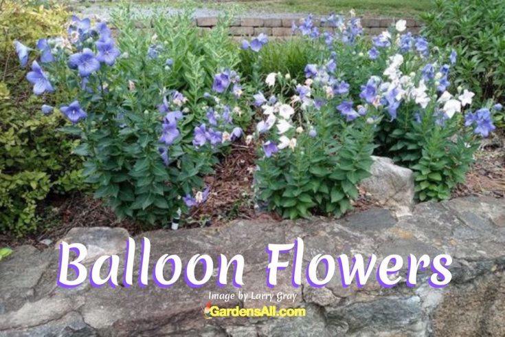 The Remarkable Balloon Flower Plants - a Bell Flower Worth Growing ...