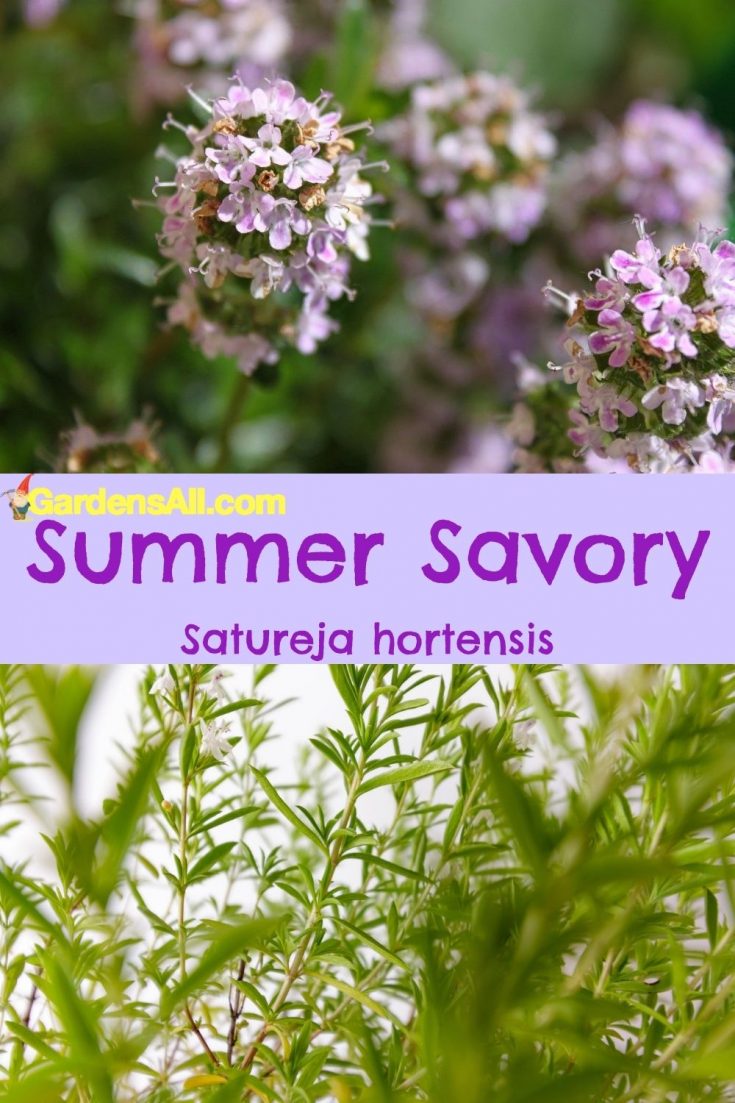 Purple Flowers - The Ultimate Guide - Including Herbs, Shrubs and Trees