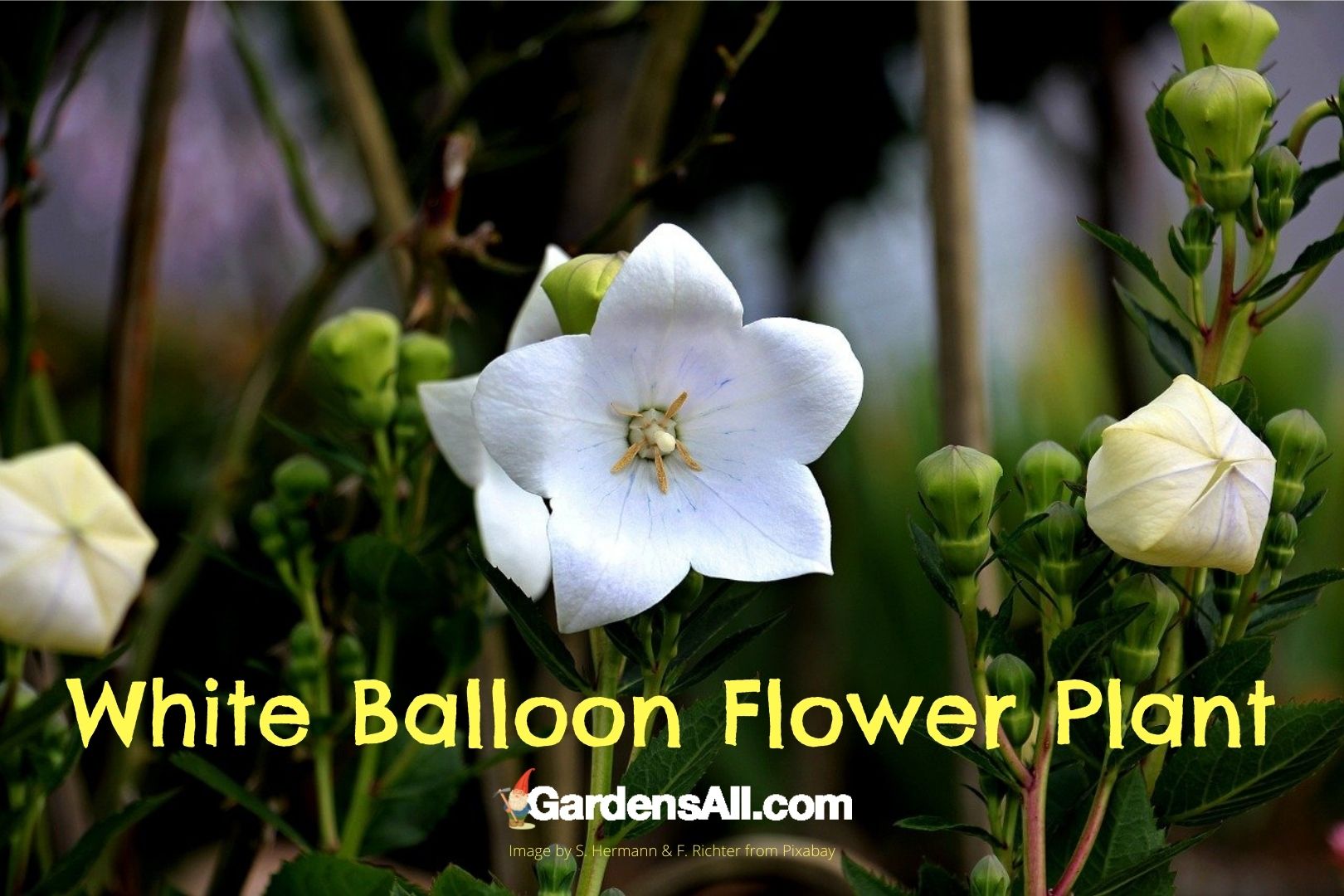 The Remarkable Balloon Flower Plants - a Bell Flower Worth Growing ...