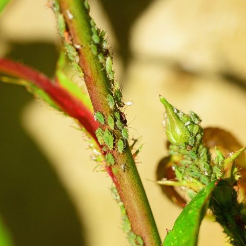How To Get Rid Of Aphids Naturally With Homemade Aphid Spray - GardensAll