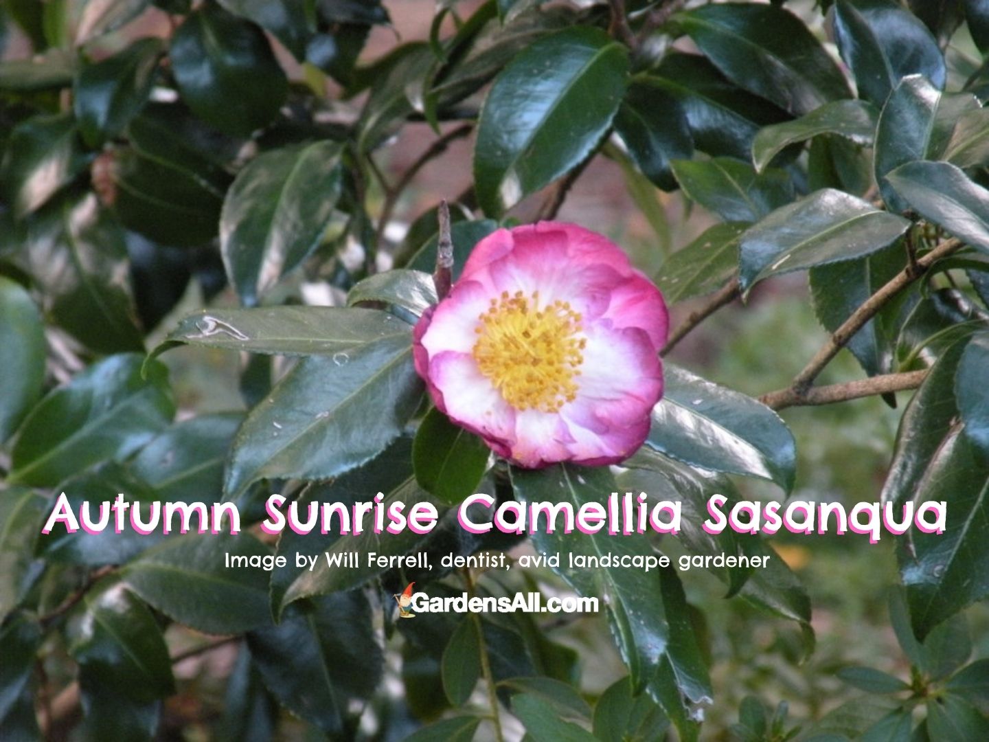 Camellia Sasanqua for Beautiful Fall Flowers and Homemade Tea! - GardensAll