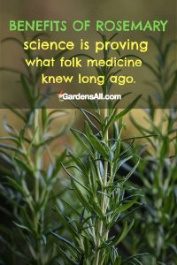 Healthy Benefits of Rosemary - A Powerful Herb for Longevity